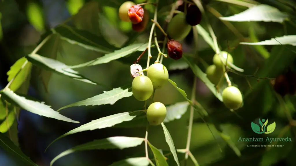 Benefits of Drinking Boiled Neem Leaves Water - Anantam Ayurveda