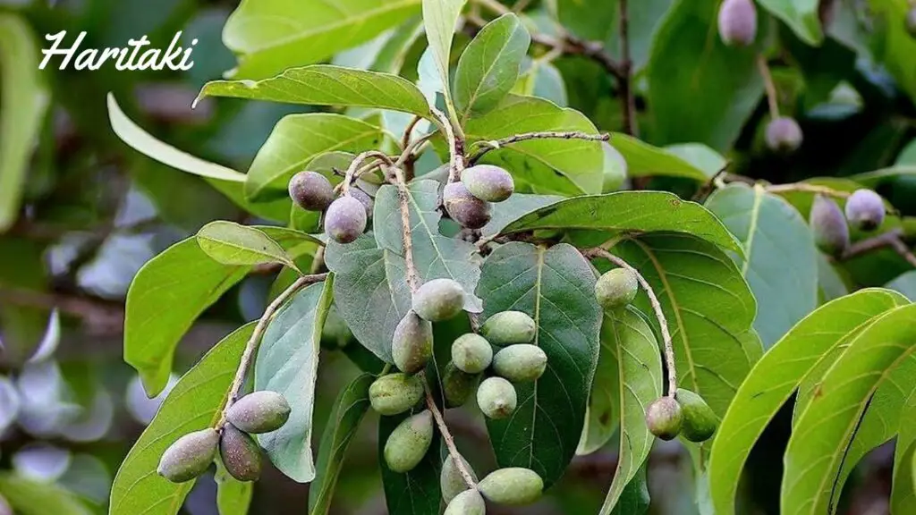 Haritaki for Weight Loss: Harad for Skin Whitening - Anantam Ayurveda