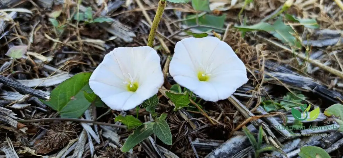Shankhpushpi benefits for brain - Anantam Ayurveda