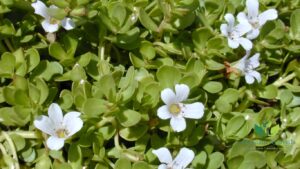 Brahmi Benefits for Brain Health: How to Use Brahmi? - Anantam Ayurveda