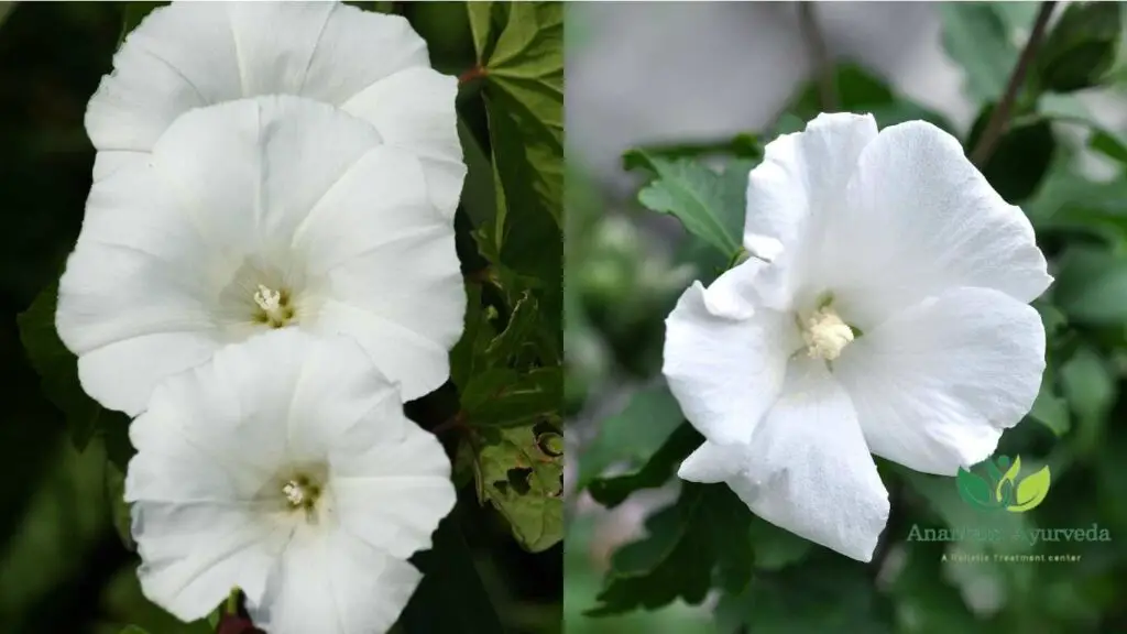 Shankhpushpi benefits for brain - Anantam Ayurveda