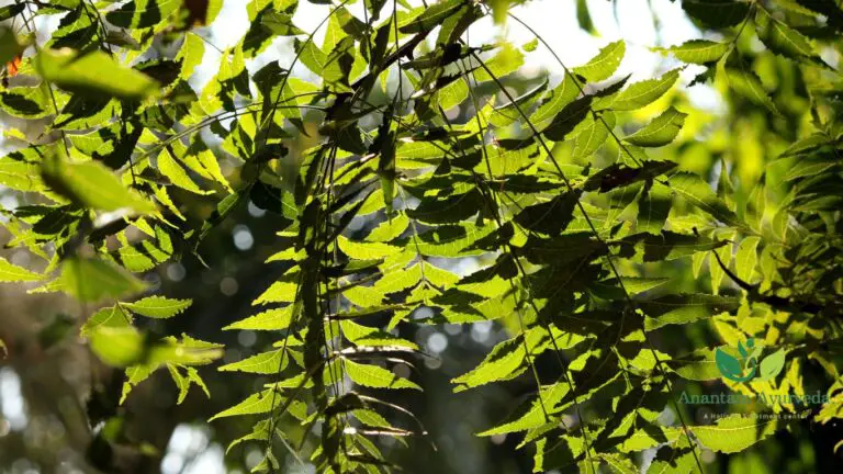 Benefits of Drinking Boiled Neem Leaves Water - Anantam Ayurveda