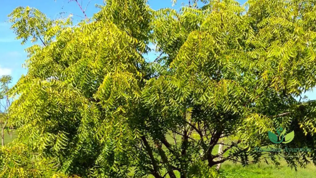 Benefits of Drinking Boiled Neem Leaves Water - Anantam Ayurveda