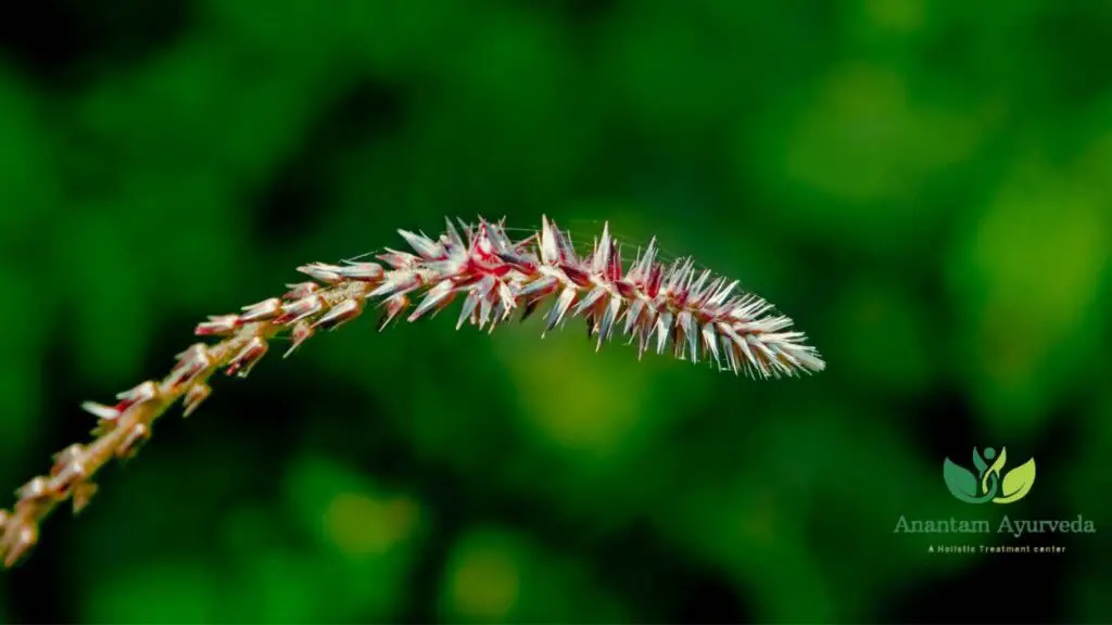 Apamarg (Achyranthes aspera): Root for Normal Delivery - Anantam Ayurveda