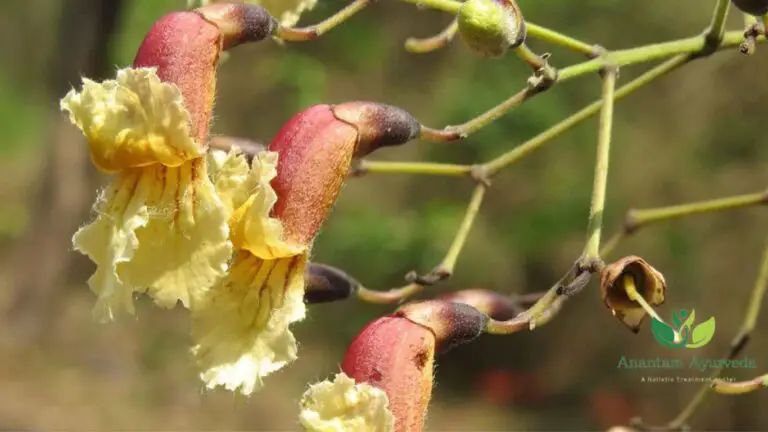 Dashmool Ingredients, Benefits: How to Use Dashmool Kwath - Anantam ...