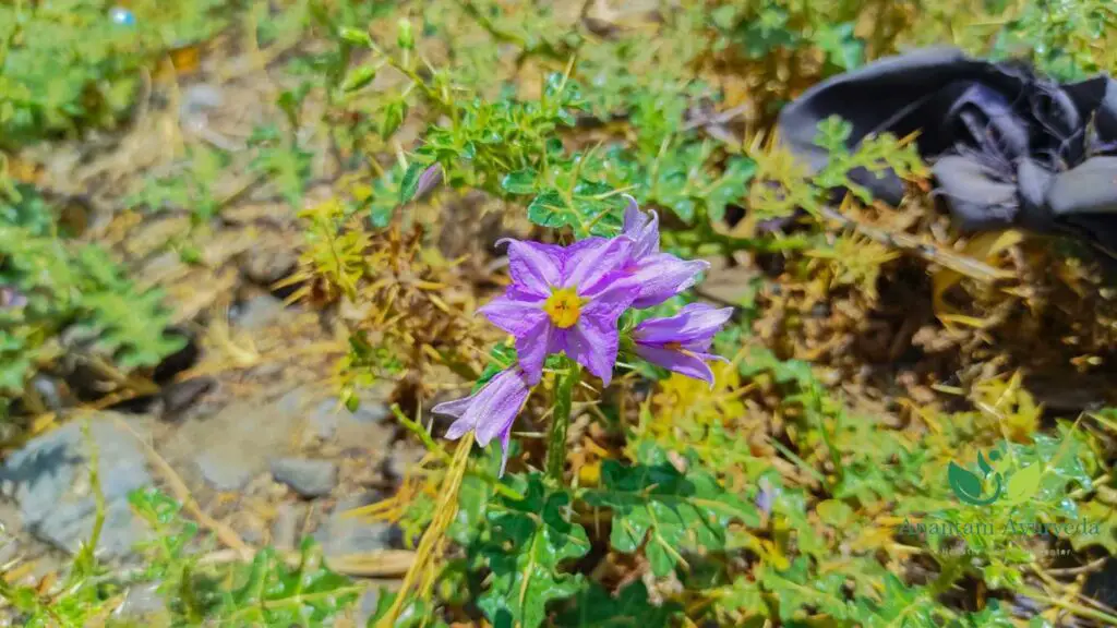 Dashmool Ingredients, Benefits: How to Use Dashmool Kwath - Anantam ...