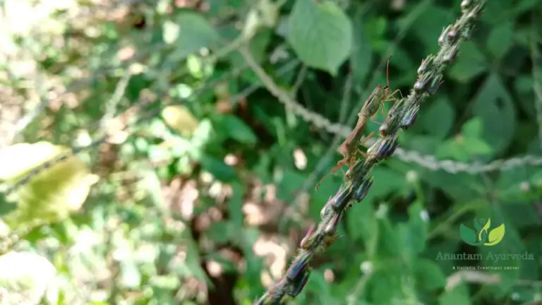 Apamarg (Achyranthes aspera): Root for Normal Delivery - Anantam Ayurveda