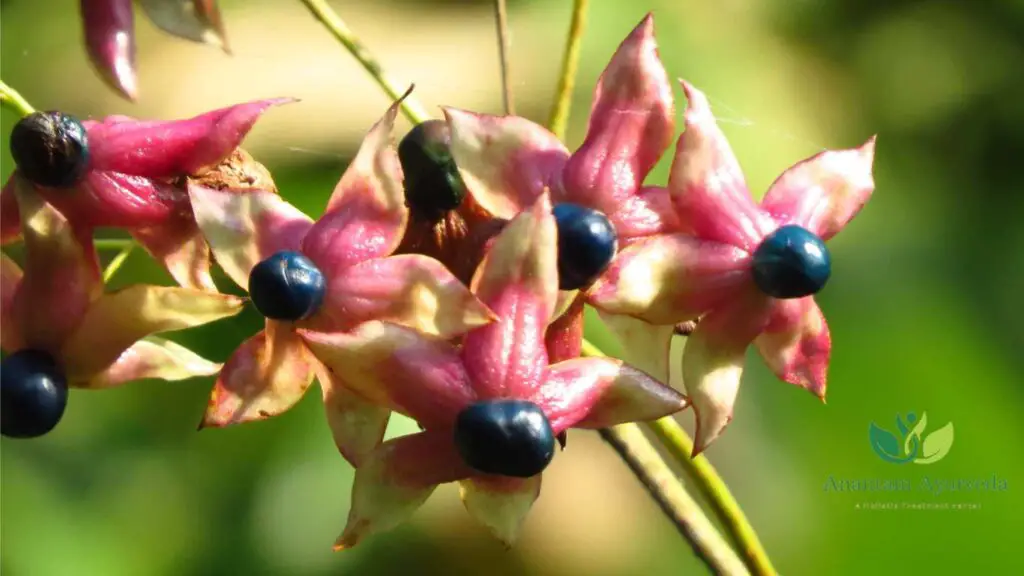 Dashmool Ingredients, Benefits: How to Use Dashmool Kwath - Anantam ...