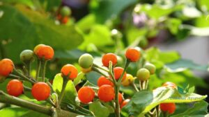 Brihati (Solanum indicum): Benefits, Uses & Nutrient Composition ...