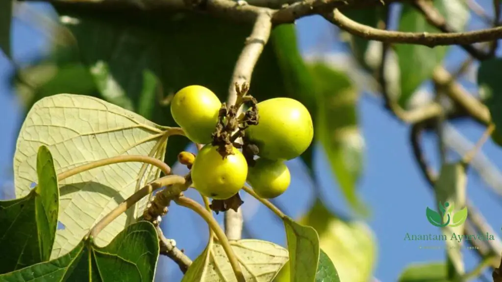 Dashmool Ingredients, Benefits: How to Use Dashmool Kwath - Anantam ...