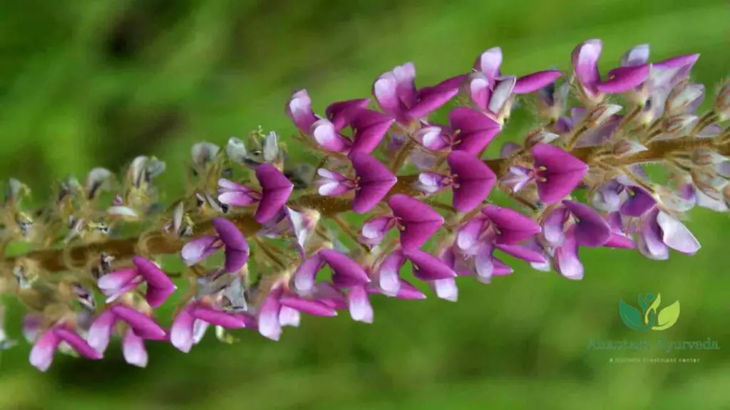 Dashmool Ingredients, Benefits: How to Use Dashmool Kwath - Anantam ...