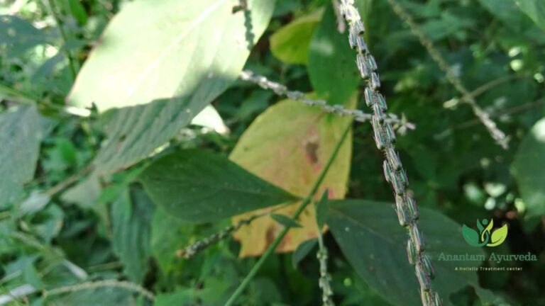 Apamarg (Achyranthes aspera): Root for Normal Delivery - Anantam Ayurveda