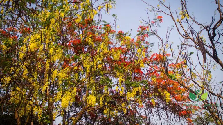 Amaltas (Cassia fistula): The Golden Shower Tree for Weight Loss ...