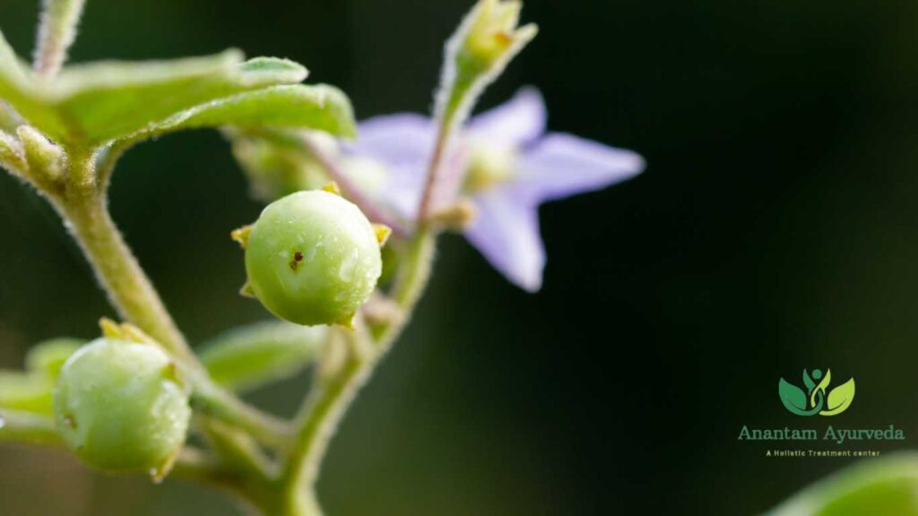 Brihati (Solanum indicum): Benefits, Uses & Nutrient Composition ...