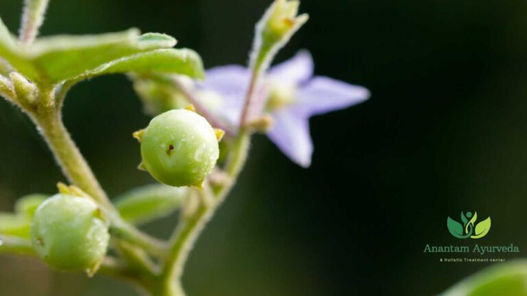 Brihati (Solanum indicum): Benefits, Uses & Nutrient Composition ...