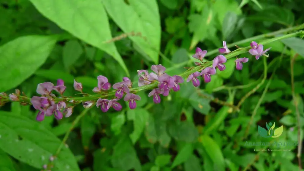 Dashmool Ingredients, Benefits: How to Use Dashmool Kwath - Anantam ...