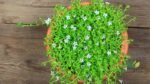 Brahmi Benefits for Brain Health: How to Use Brahmi? - Anantam Ayurveda