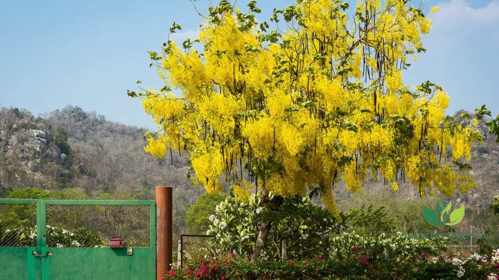 Amaltas (Cassia fistula): The Golden Shower Tree for Weight Loss ...