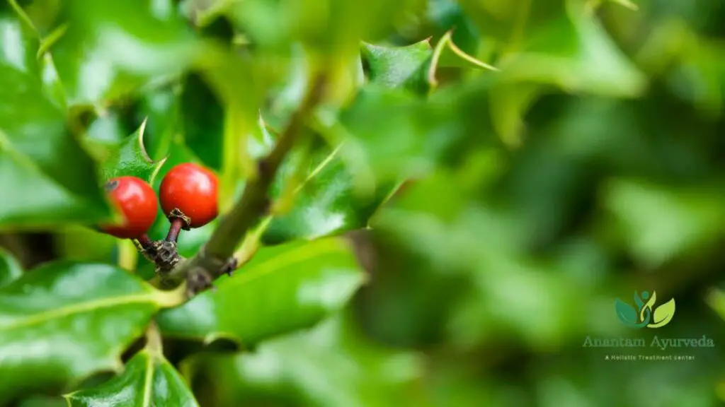 Brihati (Solanum indicum): Benefits, Uses & Nutrient Composition ...