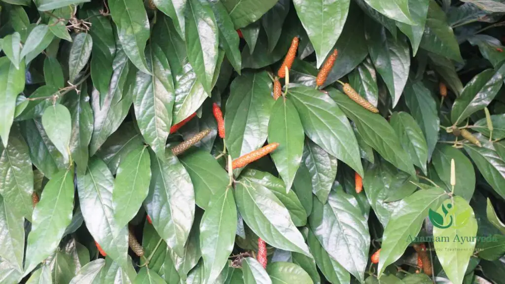 Pippali (Piper Longum) : How to Use Pippali for Cough - Anantam Ayurveda
