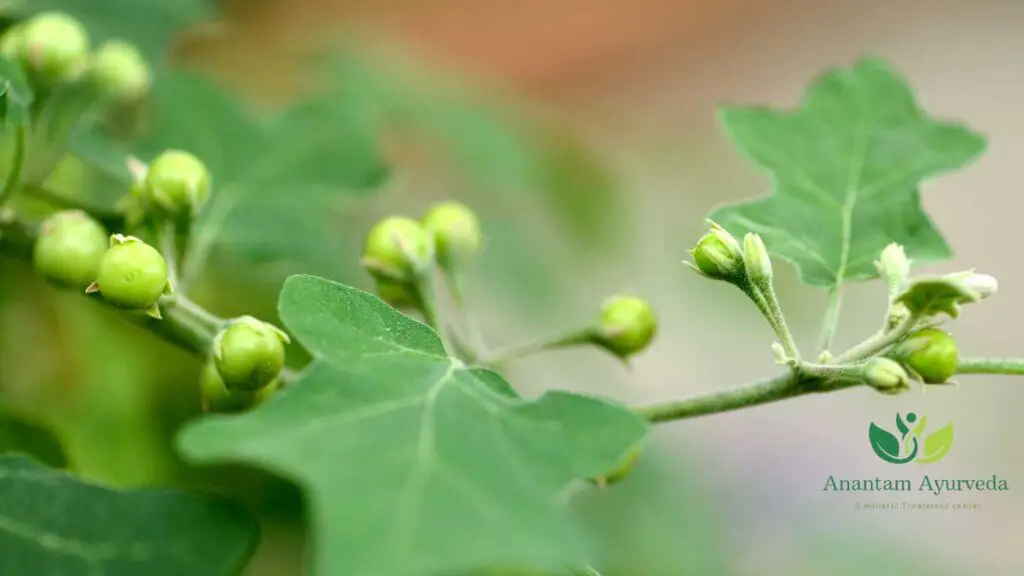 Brihati (Solanum indicum): Benefits, Uses & Nutrient Composition ...