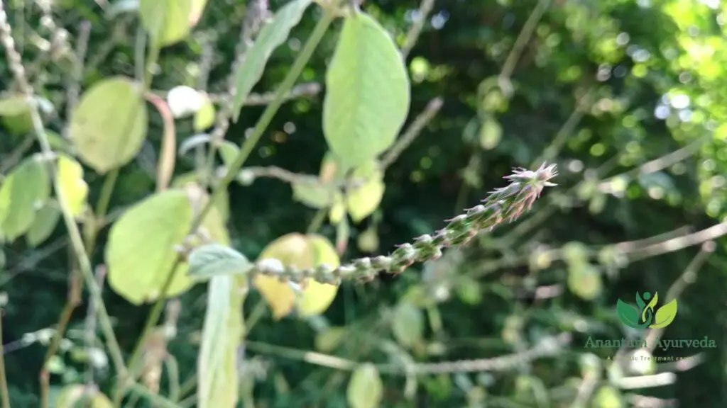 Apamarg (Achyranthes aspera): Root for Normal Delivery - Anantam Ayurveda