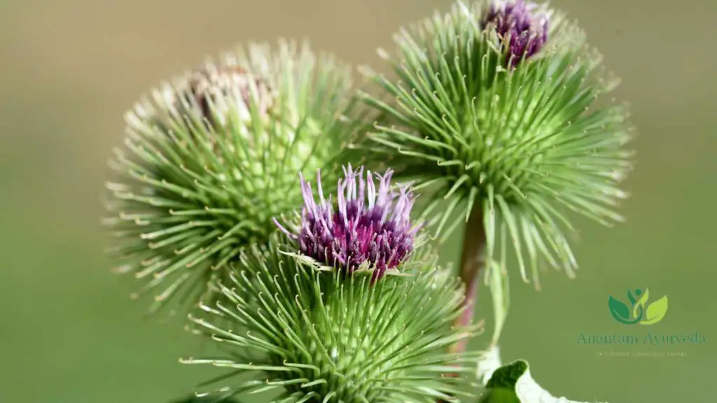 Kushta (Saussurea lappa): Health Benefits & How to Use - Anantam Ayurveda