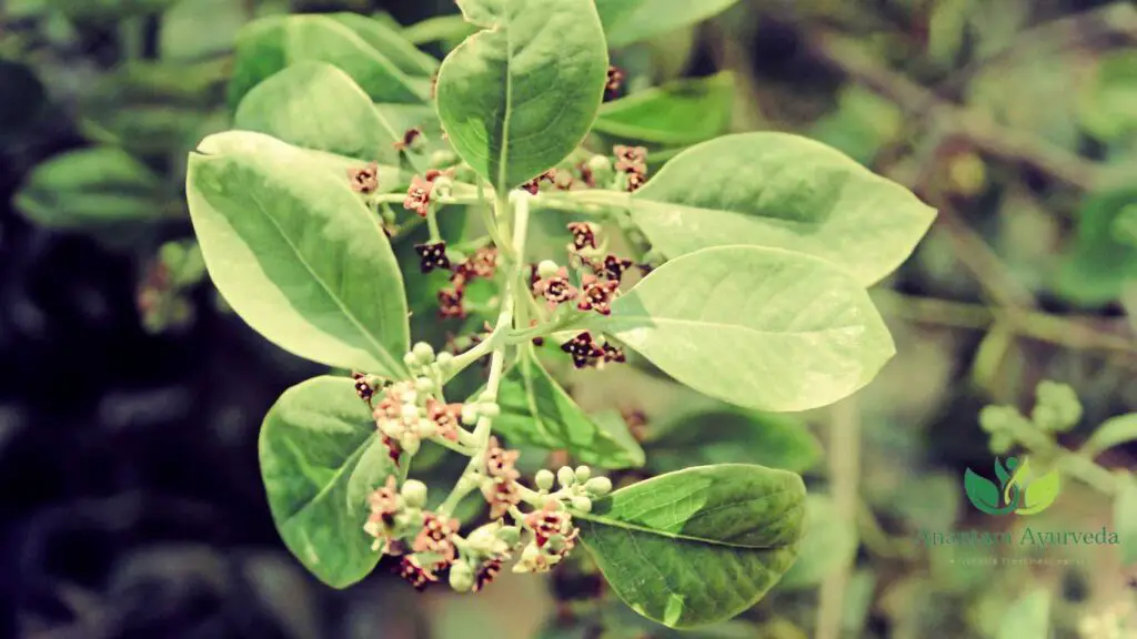 Red Sandalwood (Pterocarpus santalinus): Benefits & Uses - Anantam Ayurveda