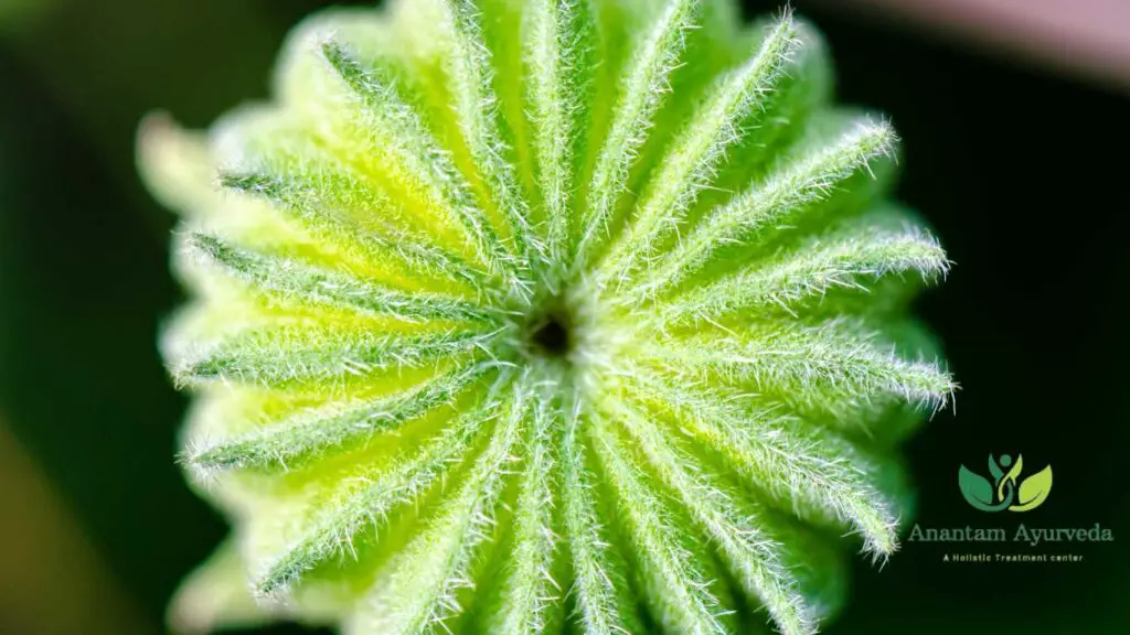 Atibala (Abutilon Indicum): Qualities, Health Benefits & Uses - Anantam ...