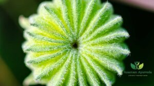 Atibala (Abutilon Indicum): Qualities, Health Benefits & Uses - Anantam ...