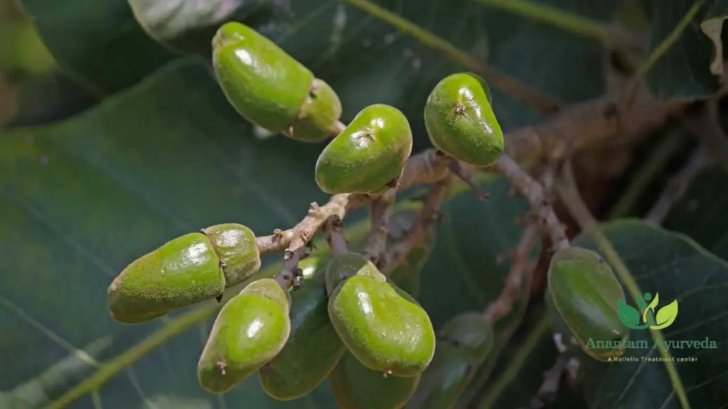 Bhilawa/Bhallataka (Semecarpus anacardium): Benefits & Uses - Anantam ...