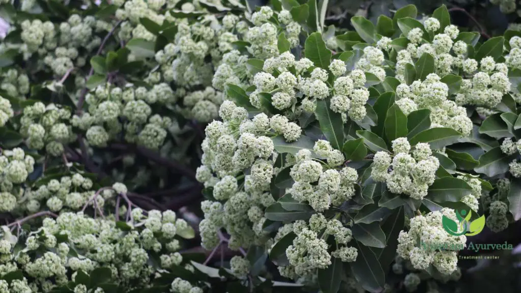 Saptaparni (Alstonia Scholaris): Why It Is Called Devil's Tree ...