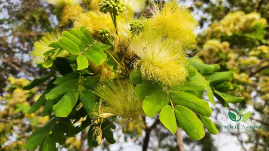 Dashang Lep : Ingredients, Benefits, Uses, Safety & Precautions ...