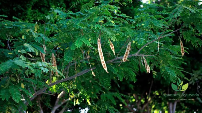 Shirish (Albizia Lebbeck): Qualities, Benefits & How to Use Shirish ...