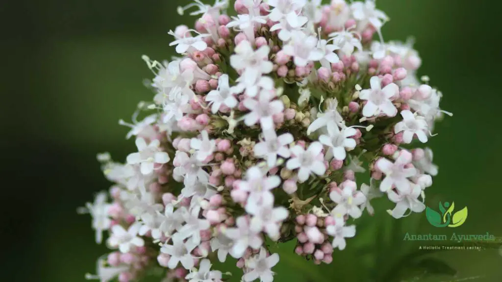 Tagara (Valeriana wallichii): Health Benefits, Is Tagara Addictive ...