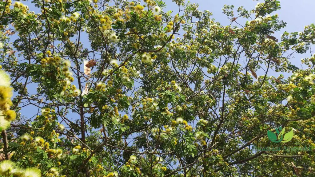 Shirish (Albizia Lebbeck): Qualities, Benefits & How to Use Shirish ...