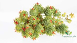 Eranda (Ricinus communis): Qualities, Benefits & Uses - Anantam Ayurveda