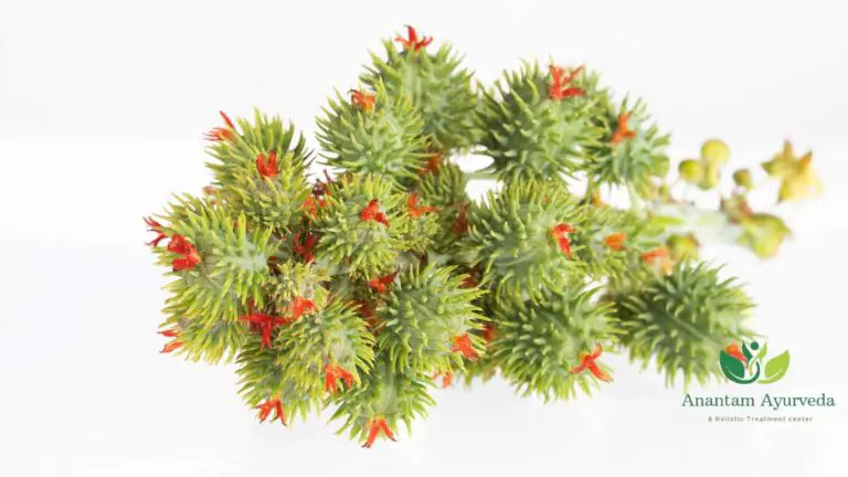 Eranda (Ricinus communis): Qualities, Benefits & Uses - Anantam Ayurveda