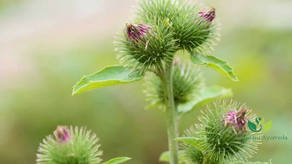 Kushta (Saussurea lappa): Health Benefits & How to Use - Anantam Ayurveda