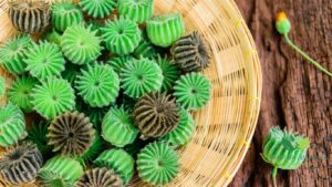 Atibala (Abutilon Indicum): Qualities, Health Benefits & Uses - Anantam ...