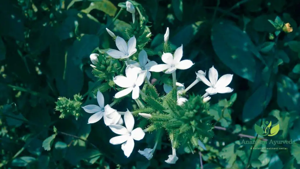 Chitrak (Plumbago zeylanica): Qualities, Benefits & Uses - Anantam Ayurveda