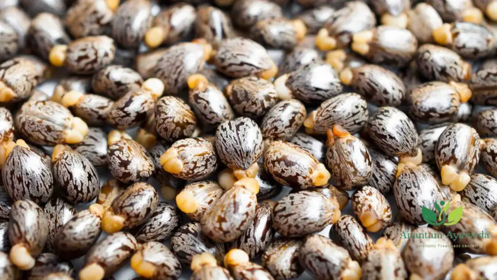 Eranda (Ricinus communis): Qualities, Benefits & Uses - Anantam Ayurveda
