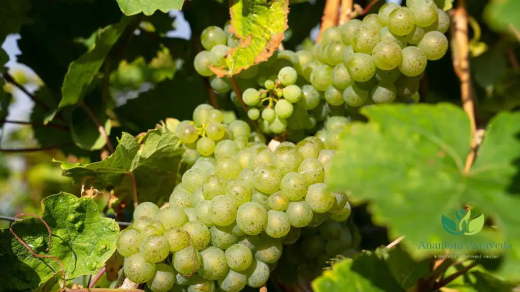 Munakka (Vitis vinifera): How Many Munakka to Eat in a Day? - Anantam ...