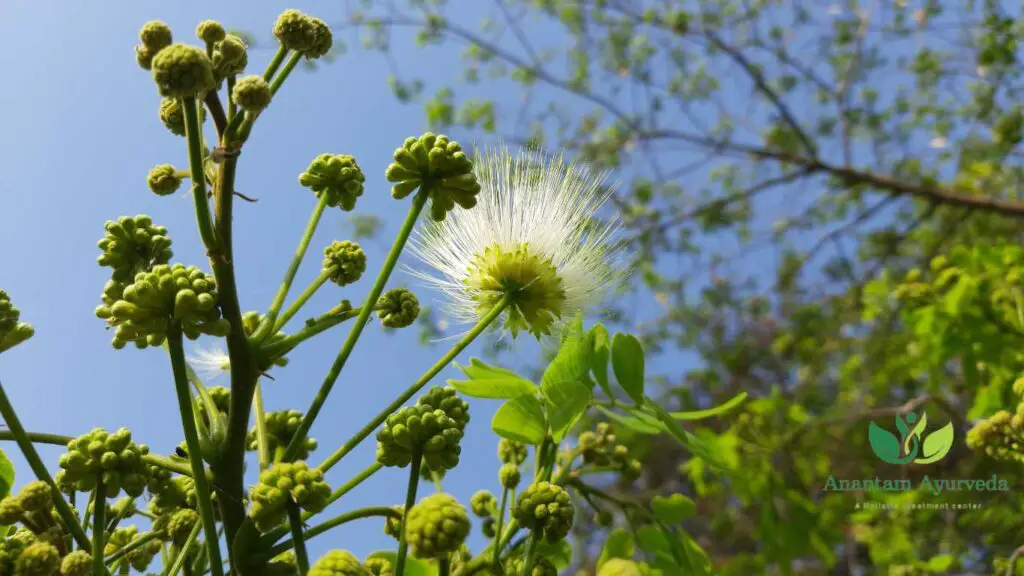 Shirish (Albizia Lebbeck): Qualities, Benefits & How to Use Shirish ...