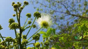 Shirish (Albizia Lebbeck): Qualities, Benefits & How to Use Shirish ...