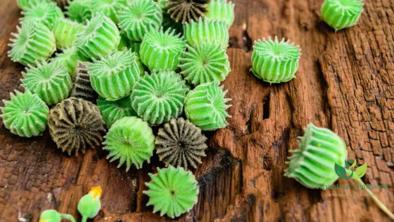 Atibala (Abutilon Indicum): Qualities, Health Benefits & Uses - Anantam ...