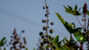 Eranda (Ricinus communis): Qualities, Benefits & Uses - Anantam Ayurveda