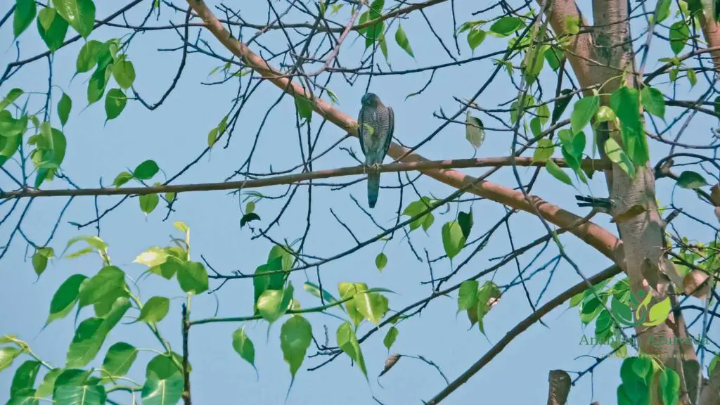 Aswatha (Ficus Religiosa): Uses, Benefits, Side Effects and more ...