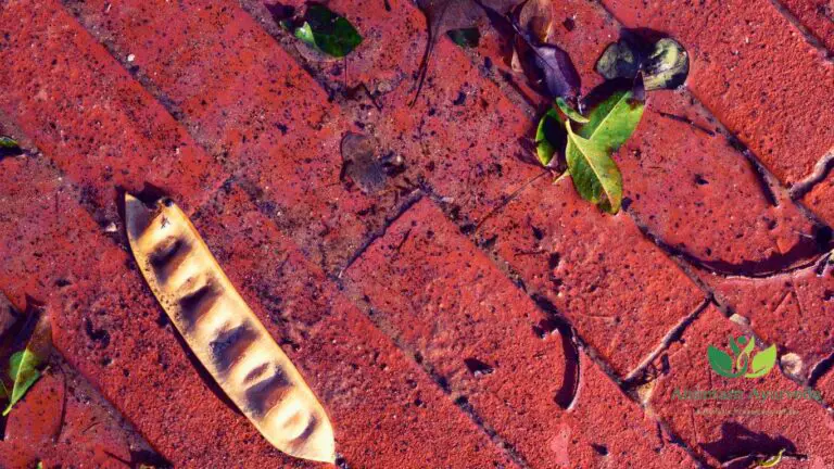 Shirish (Albizia Lebbeck): Qualities, Benefits & How to Use Shirish ...