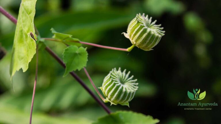 Atibala (Abutilon Indicum): Qualities, Health Benefits & Uses - Anantam ...